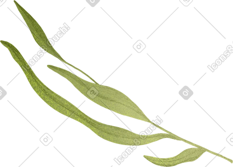 Green curved twig with long leaves PNG, SVG